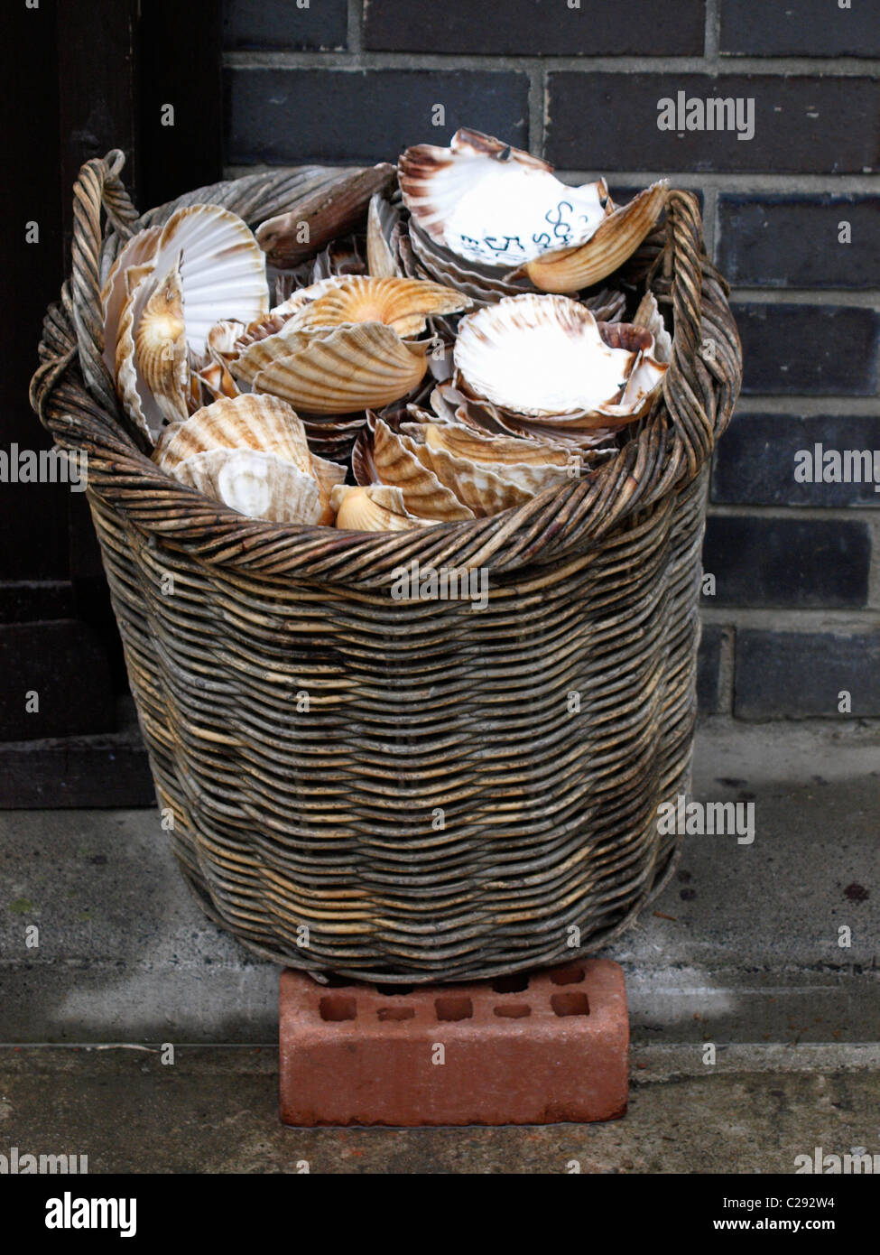 Basket of scallop shells, Looe, Cornwall, UK Stock Photo - Alamy