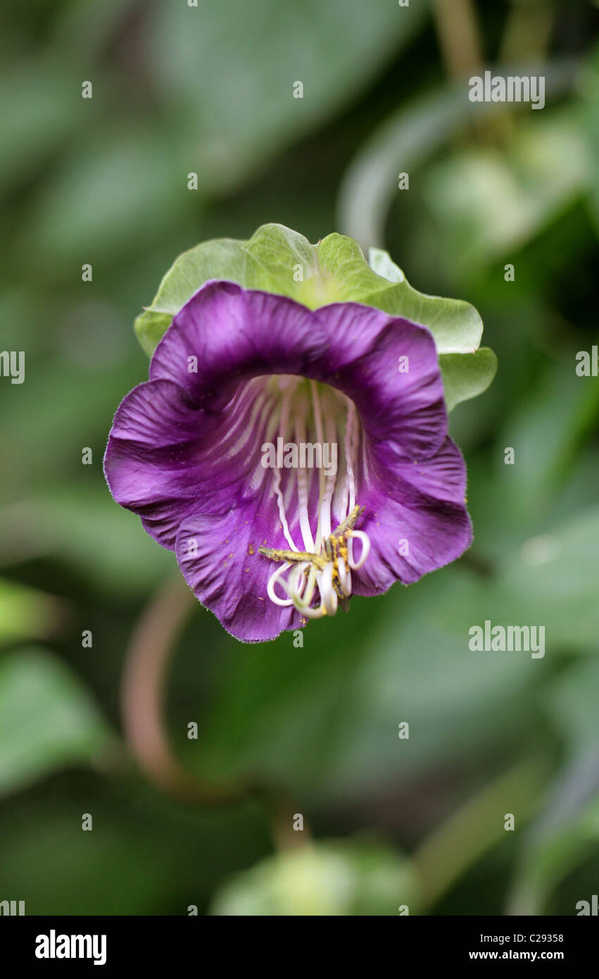 Cathedral Bell Flower, Cobaea scandens, Polemoniaceae. Tropical ...