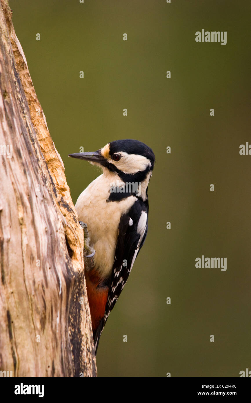Female Great spotted woodpecker (Dendrocopos major Stock Photo - Alamy