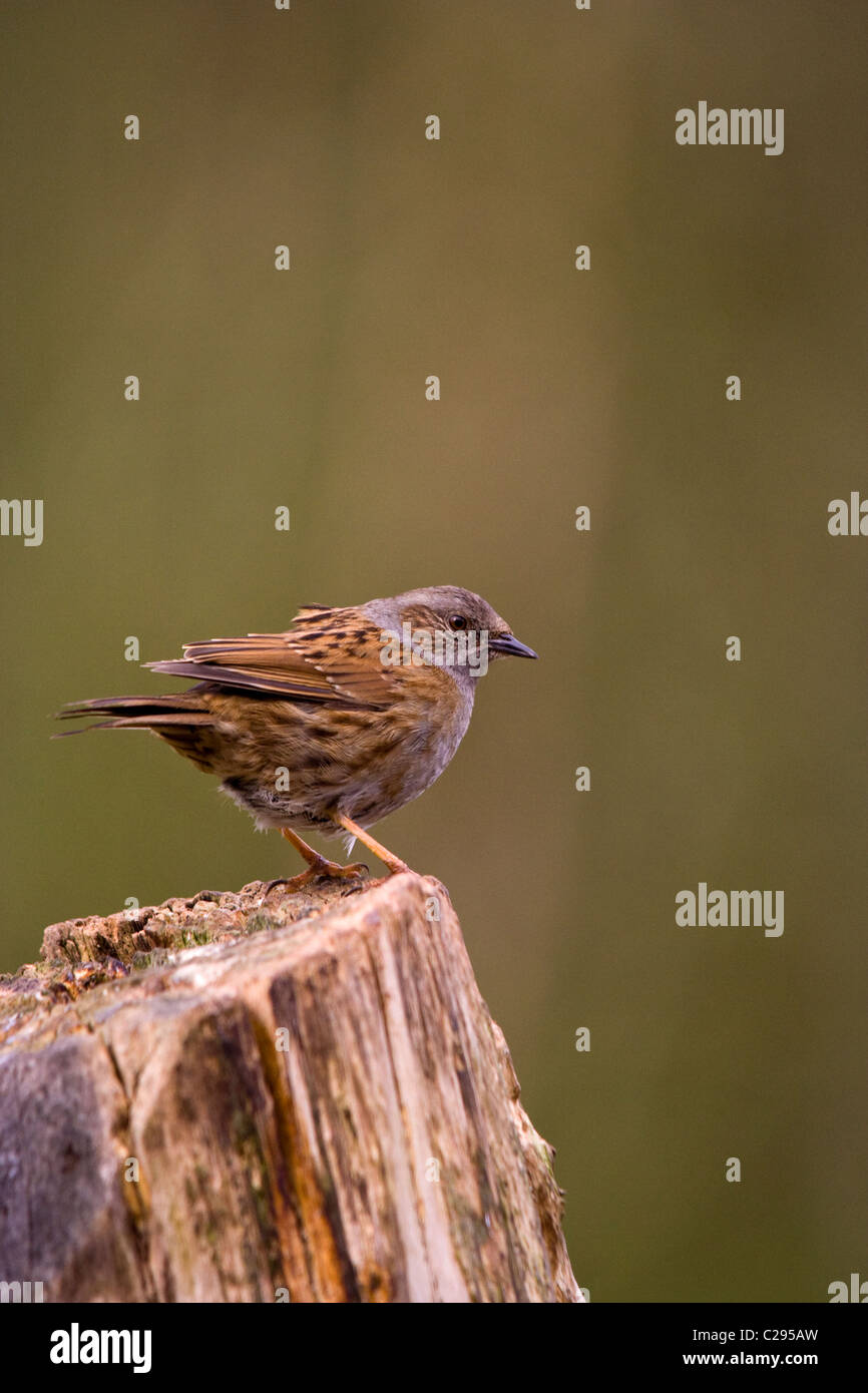 Dunnock (Prunella modularis) on a tree stump Stock Photo - Alamy