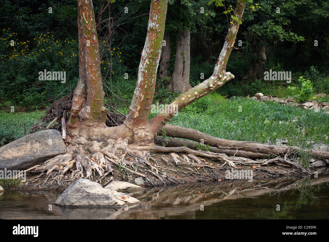 Sycamore Tree Roots High Resolution Stock Photography and Images - Alamy