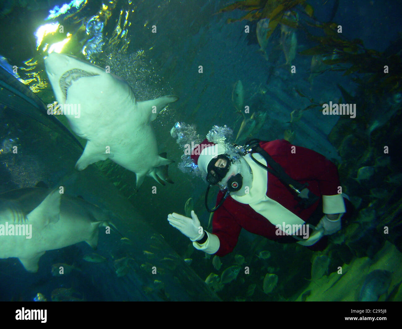 Seven gill sharks hi-res stock photography and images - Alamy