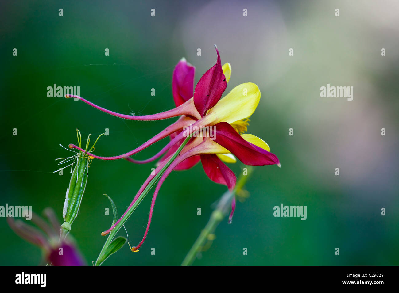 A red and yellow columbine flower Stock Photo - Alamy