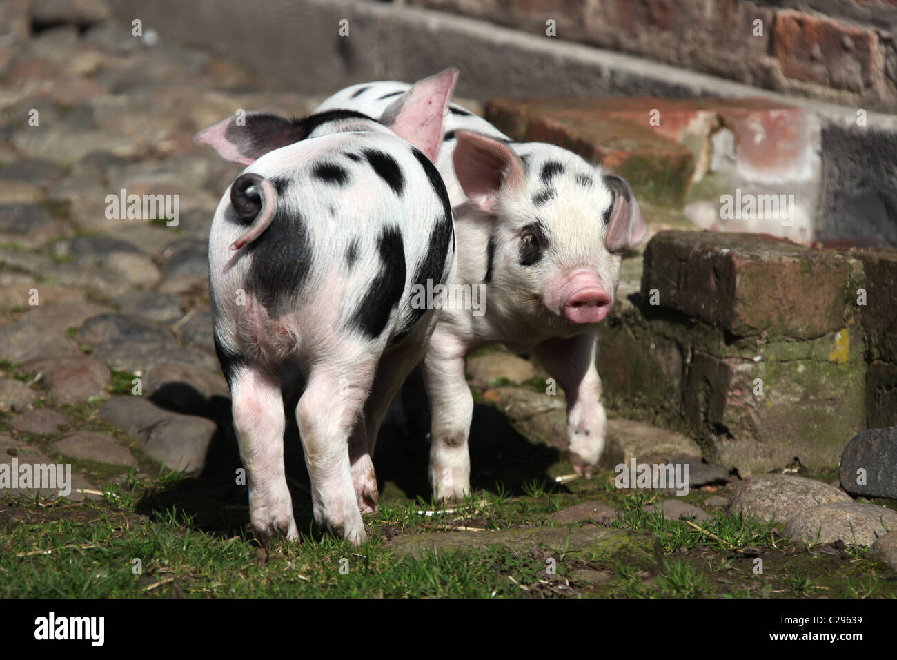 Estate of Tatton Park, England. Young piglets at Tatton Park’s Home ...