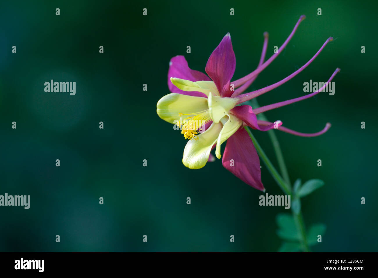 A red and yellow columbine flower Stock Photo - Alamy