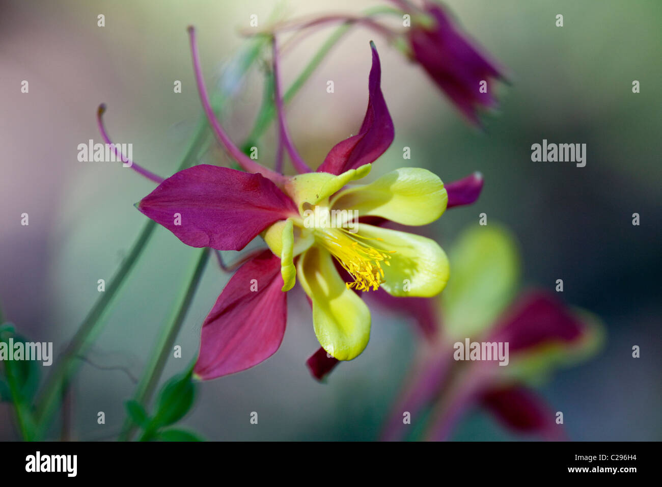 A red and yellow columbine flower Stock Photo - Alamy