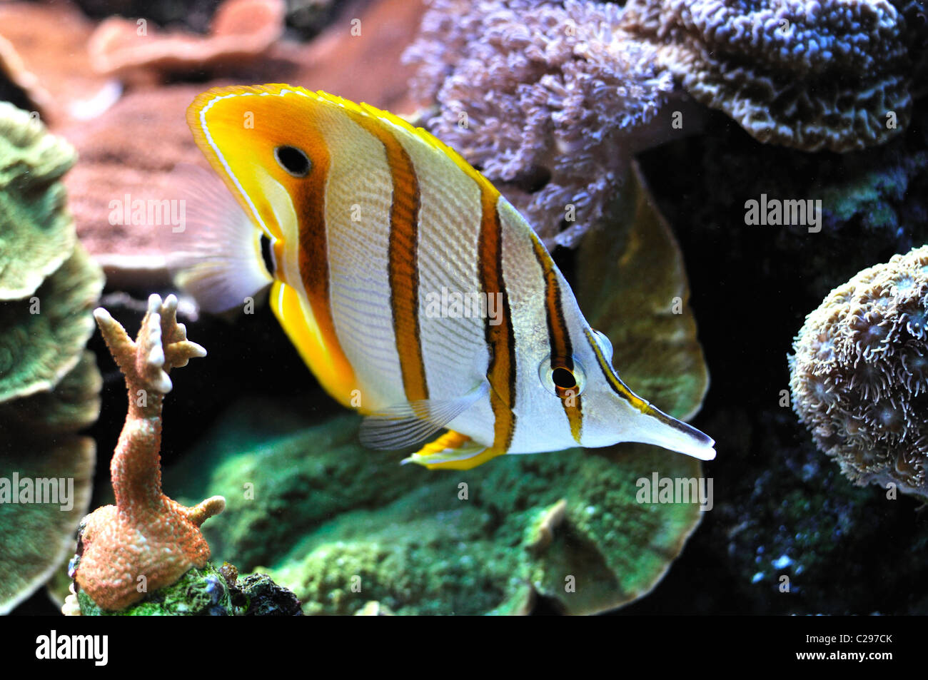 Exotic egypt hi-res stock photography and images - Alamy