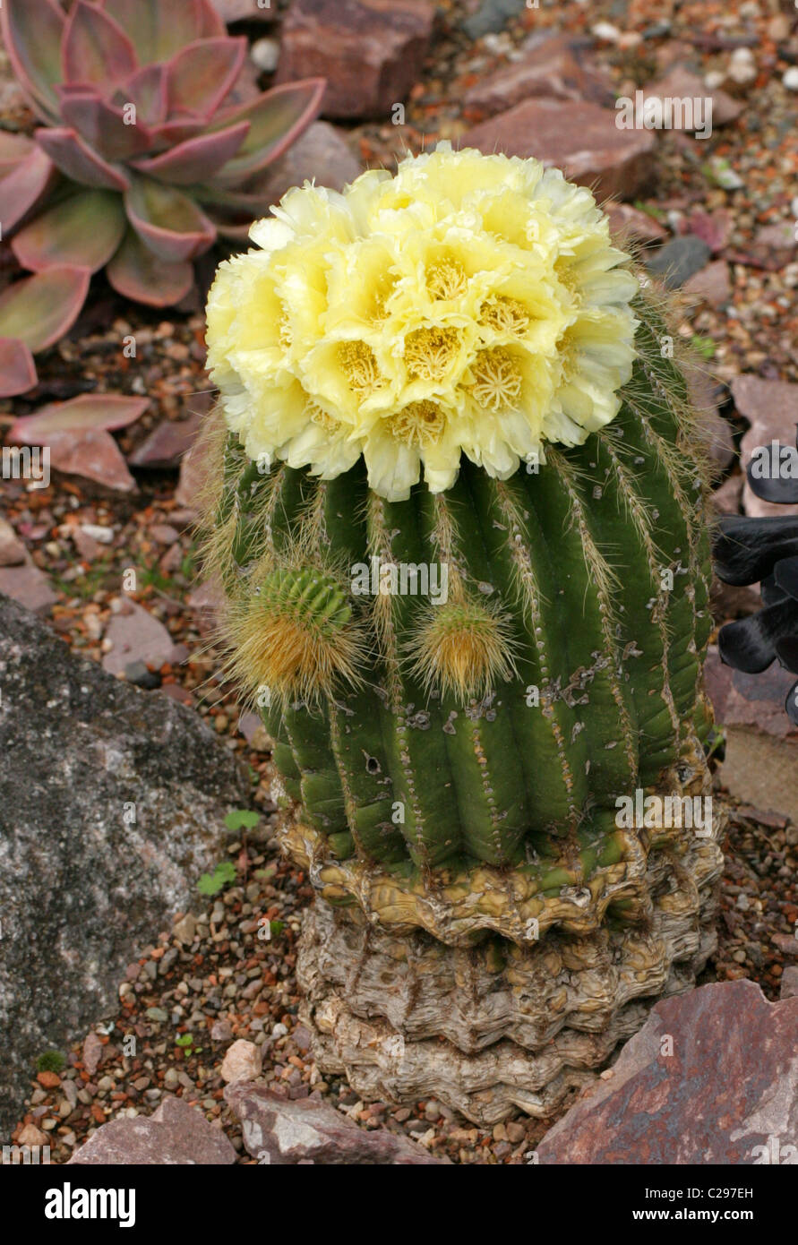 Parodia warasii, Cactaceae, Mexico, Southern USA Stock Photo - Alamy