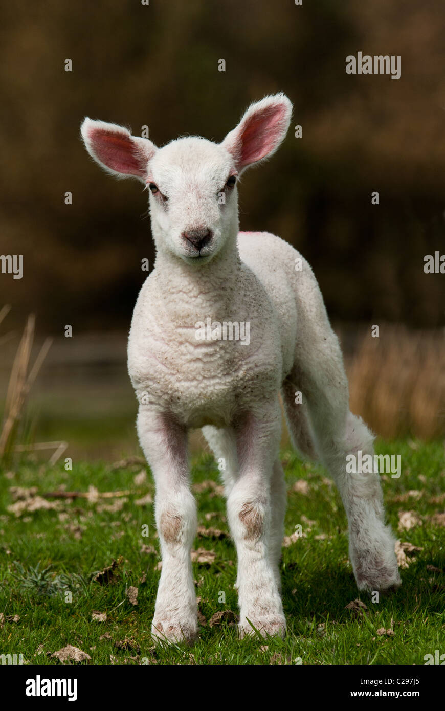 Lamb stood looking at the camera - smiling Stock Photo - Alamy