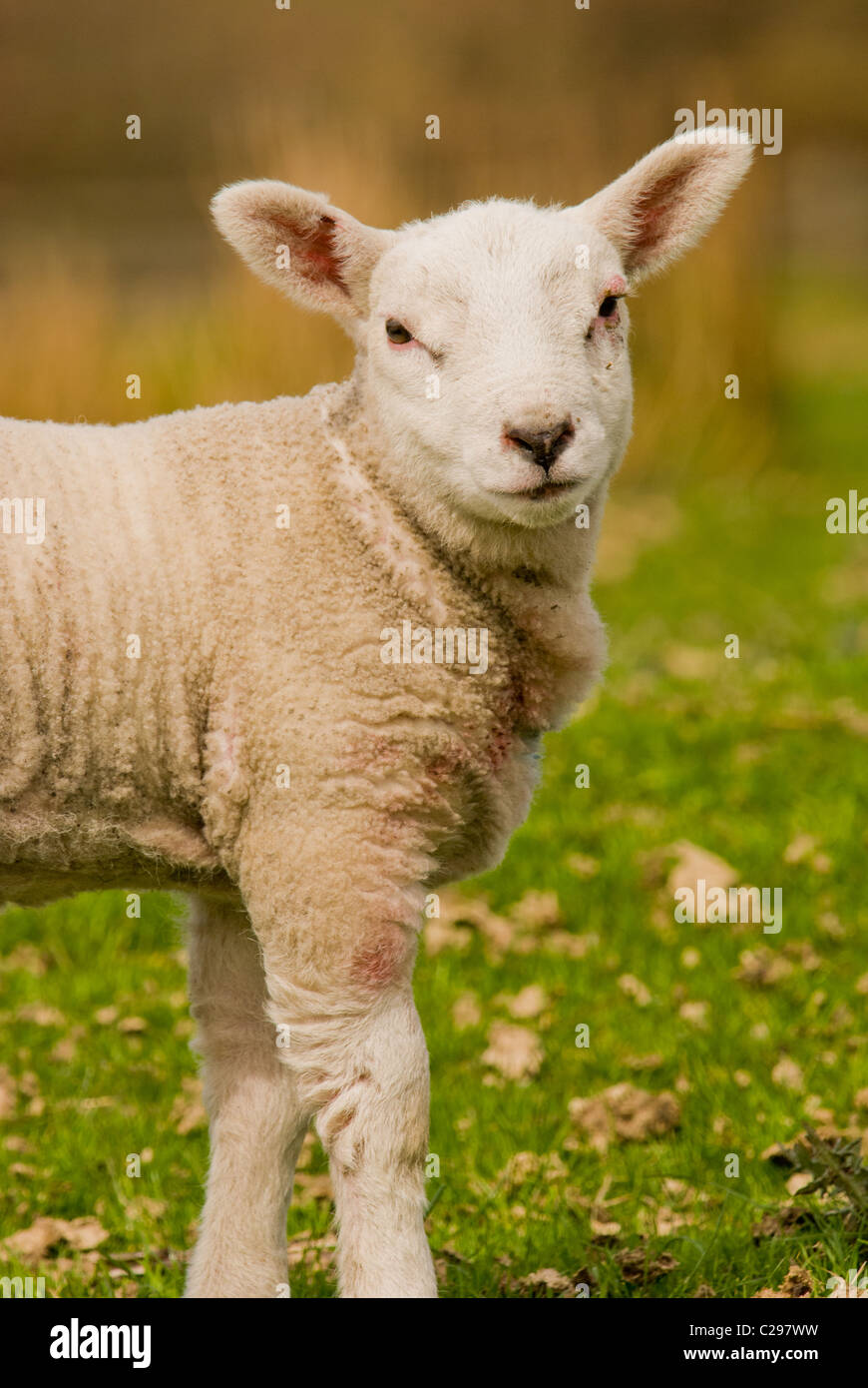 A portrait of a lamb in a field Stock Photo - Alamy