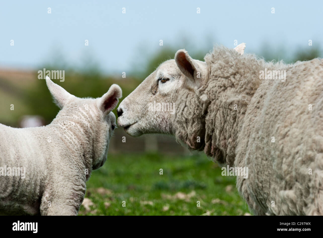 Sheep lamb speaking hi-res stock photography and images - Alamy