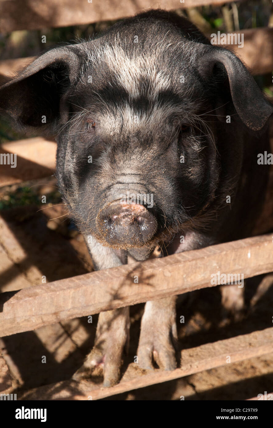 Pig hill hi-res stock photography and images - Alamy