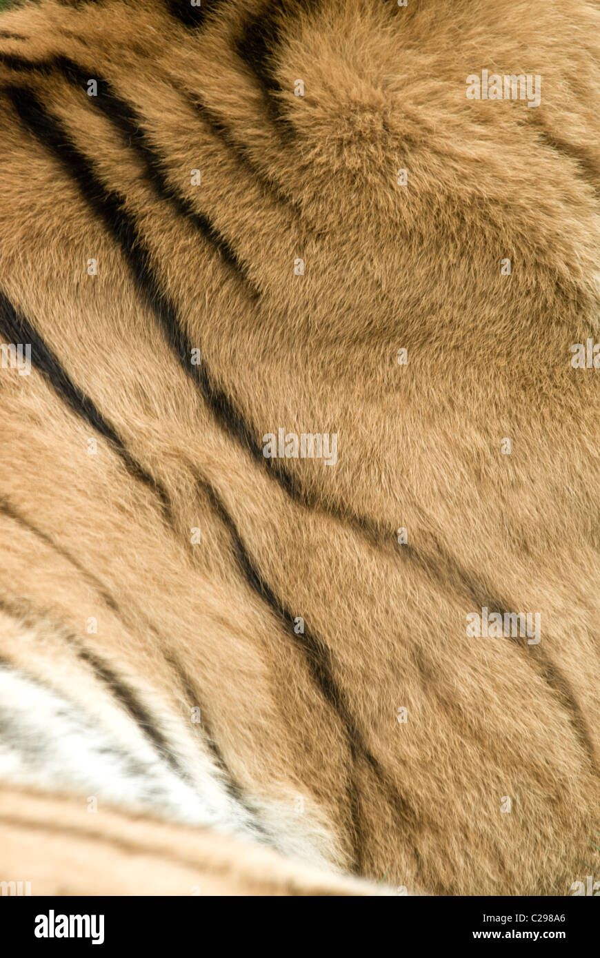 an image showing the side of the body of a tiger and fur texture Stock ...