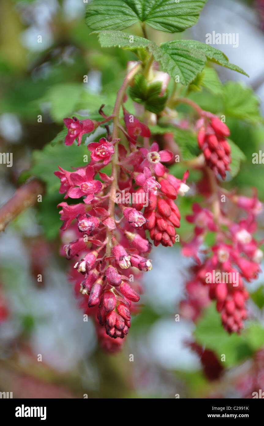 Sanguinium hi-res stock photography and images - Alamy