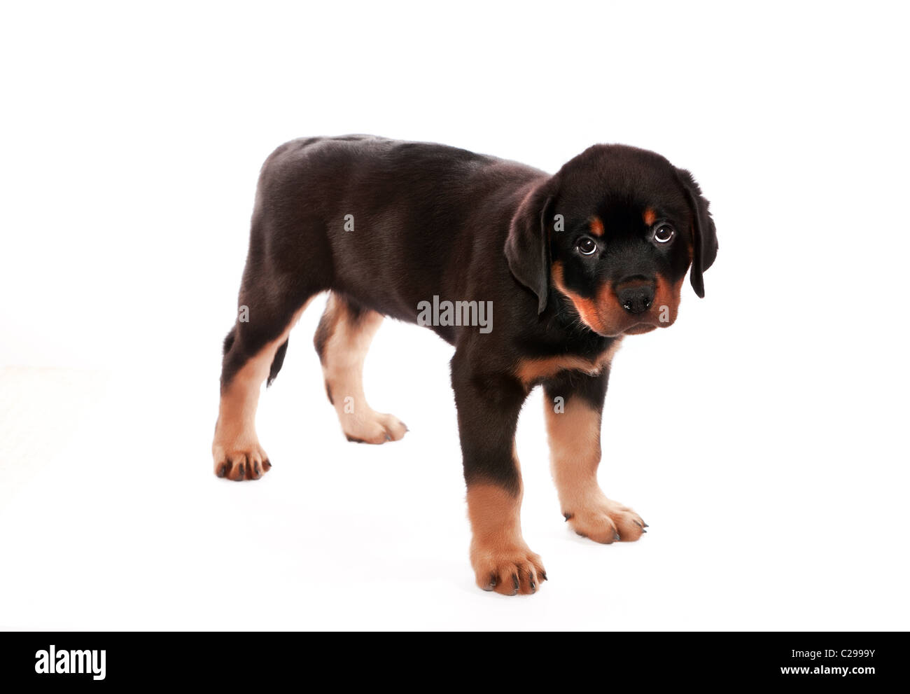 Cute rottweiler puppy hi-res stock photography and images - Alamy