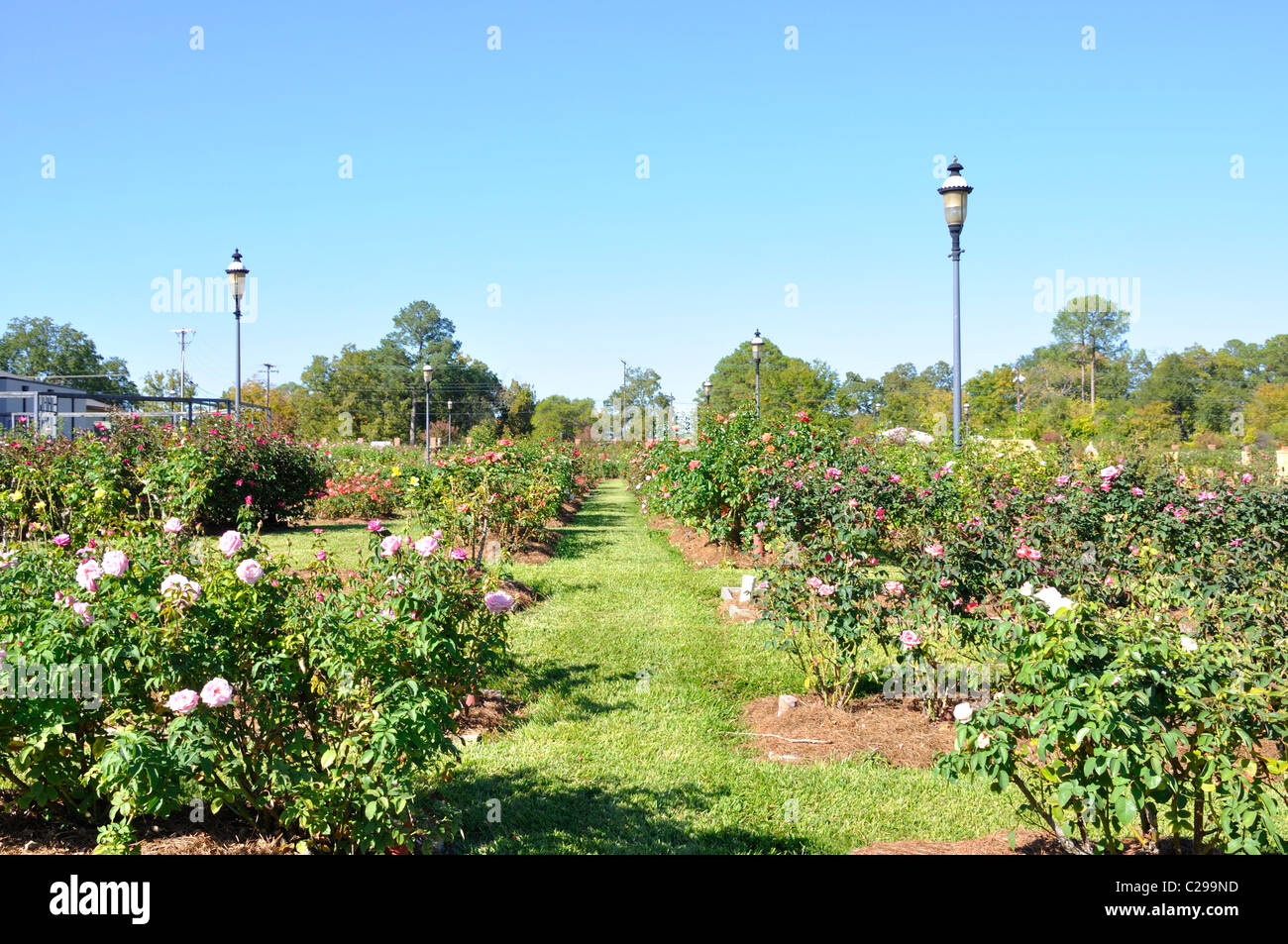 Rose Garden, Tyler, Texas - largest rose garden in the US Stock Photo ...