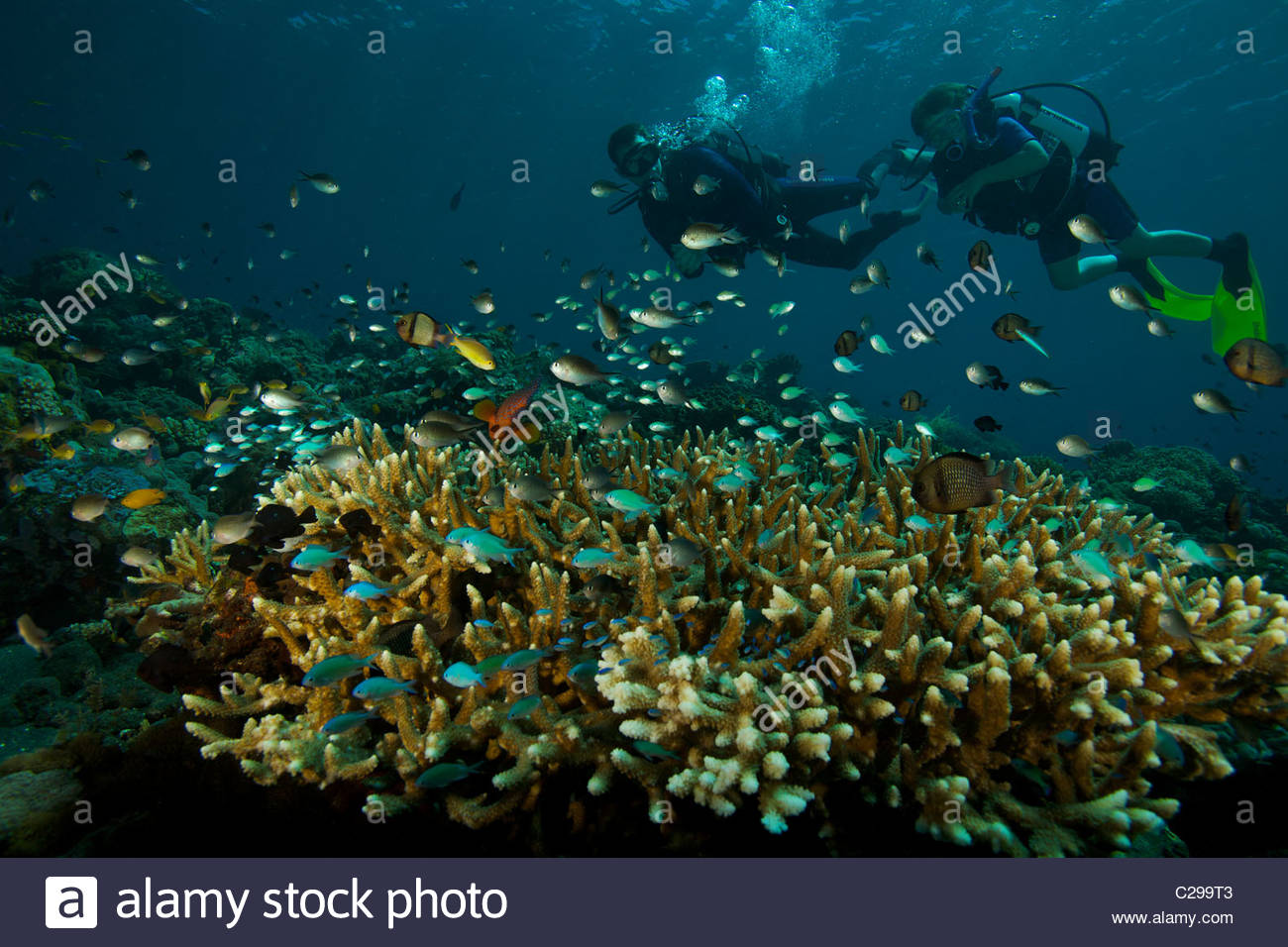Adult Swimming And Coral Reef Stock Photos & Adult Swimming And Coral ...