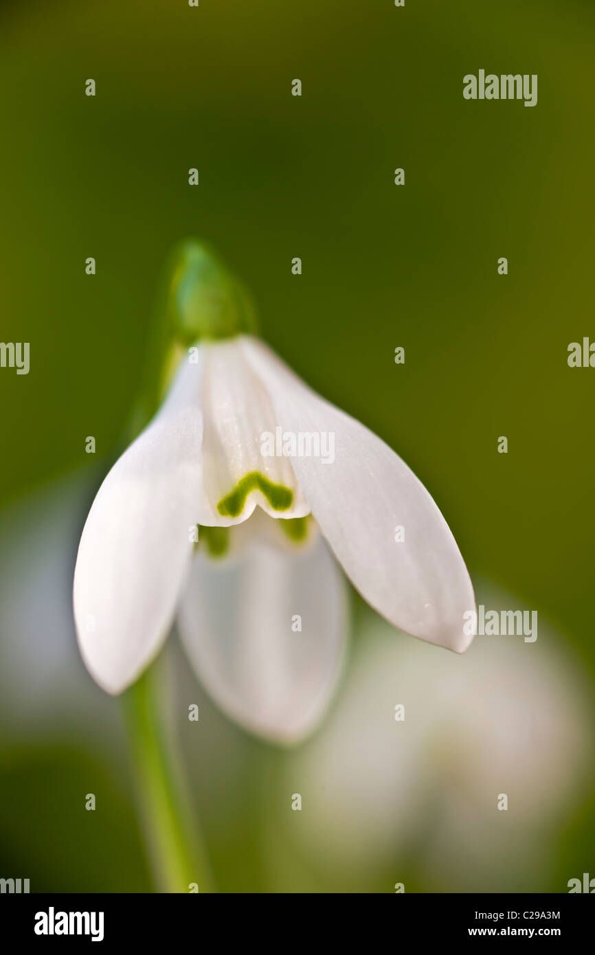 Snowdrop galanthus hi-res stock photography and images - Alamy