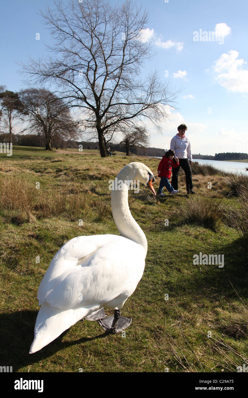 Estate of Tatton Park, England. Grandmother with a pretty young girl in ...