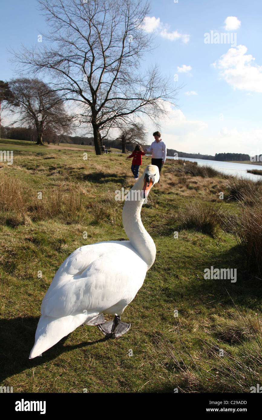 Estate of Tatton Park, England. Grandmother with a pretty young girl in ...