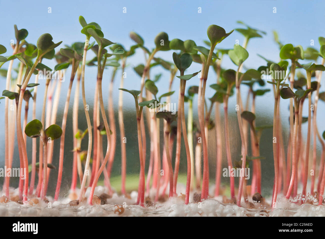 Radish Chinese Dragon seedlings grow sprouting perlite edible kitchen ...