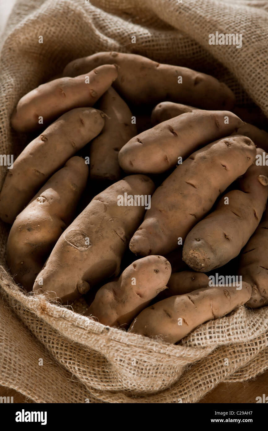 freshly harvested dug Pink Fir Apple potatoes in sack sacking vegetable ...