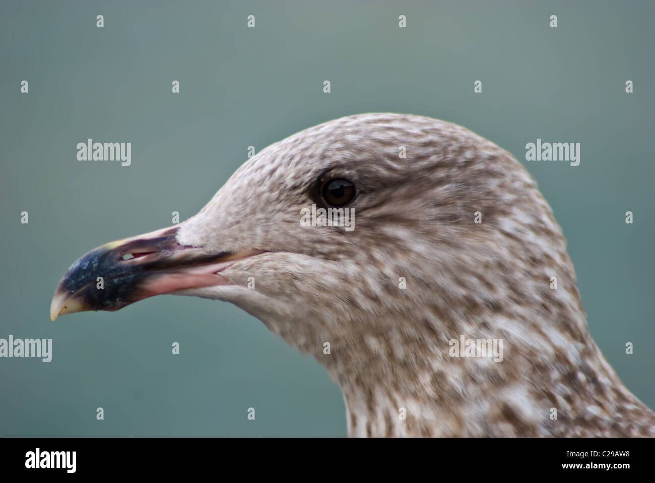 Scarborough seagull hi-res stock photography and images - Alamy