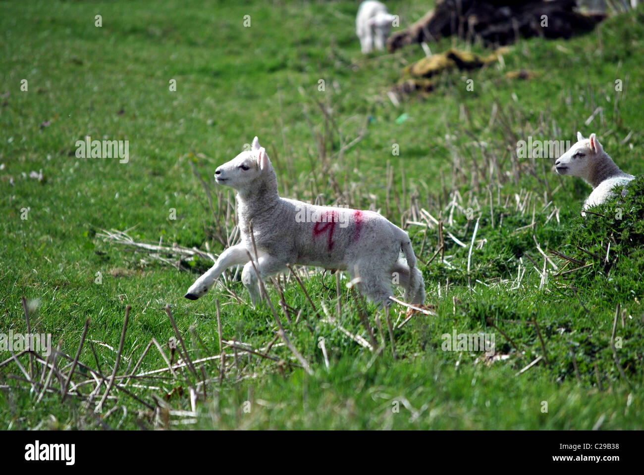 young spring lamb leaping in a field in springtime Stock Photo - Alamy