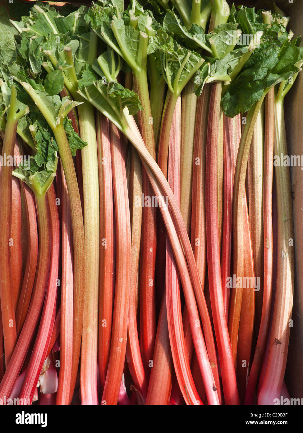 Rhubarb hi-res stock photography and images - Alamy