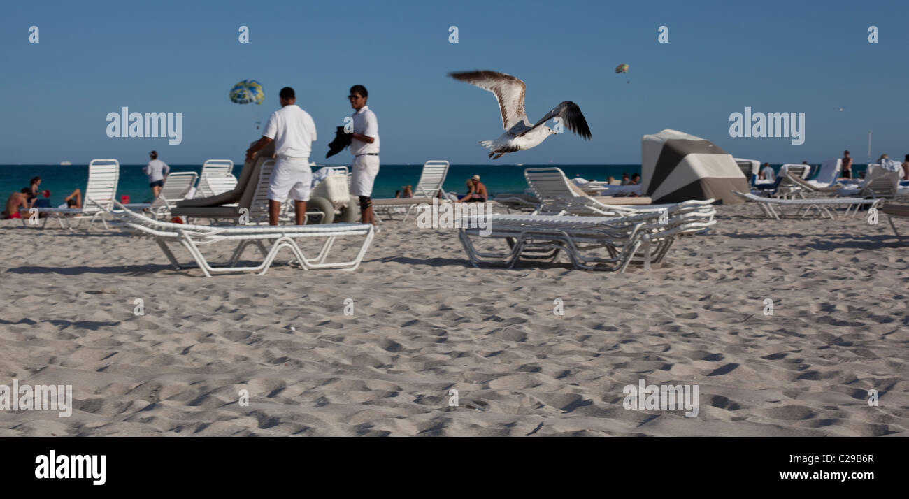 Seagull flying over the beach, South Beach, Miami, Florida, USA Stock ...