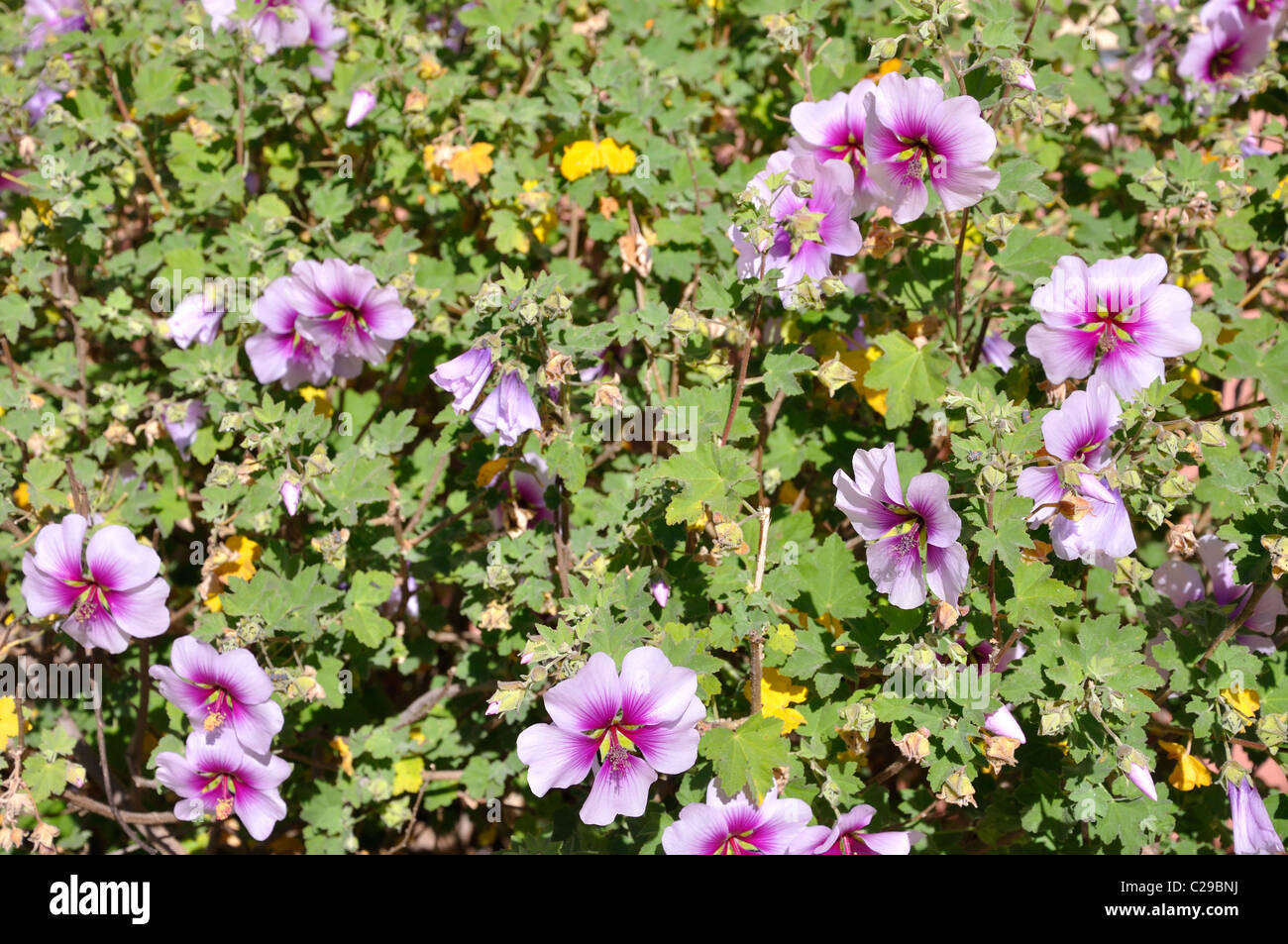 Cape Mallow - Anisodontea Stock Photo - Alamy