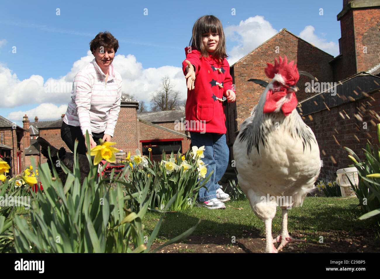 Popular park chickens hi-res stock photography and images - Alamy