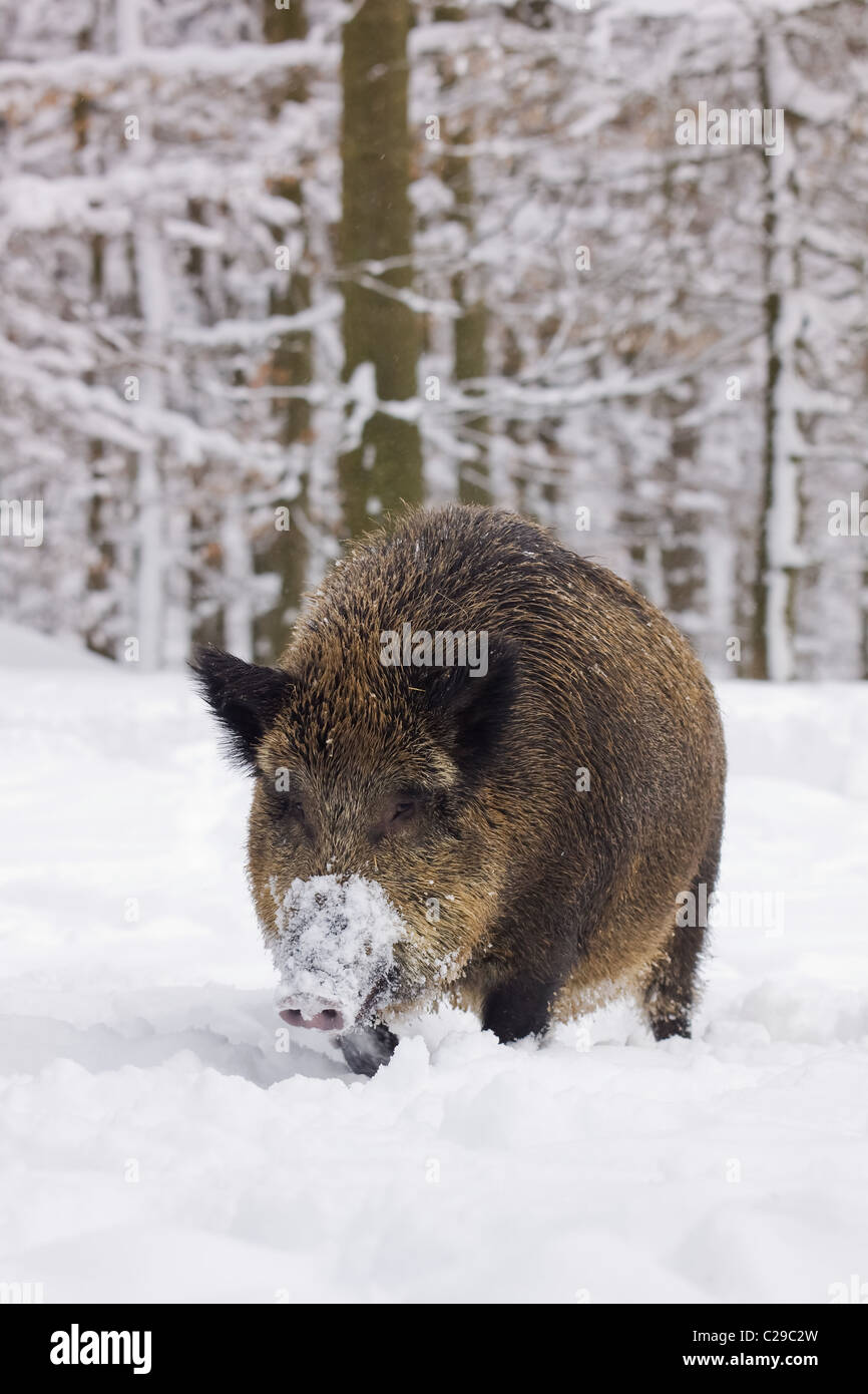 Boar winter snow hi-res stock photography and images - Alamy