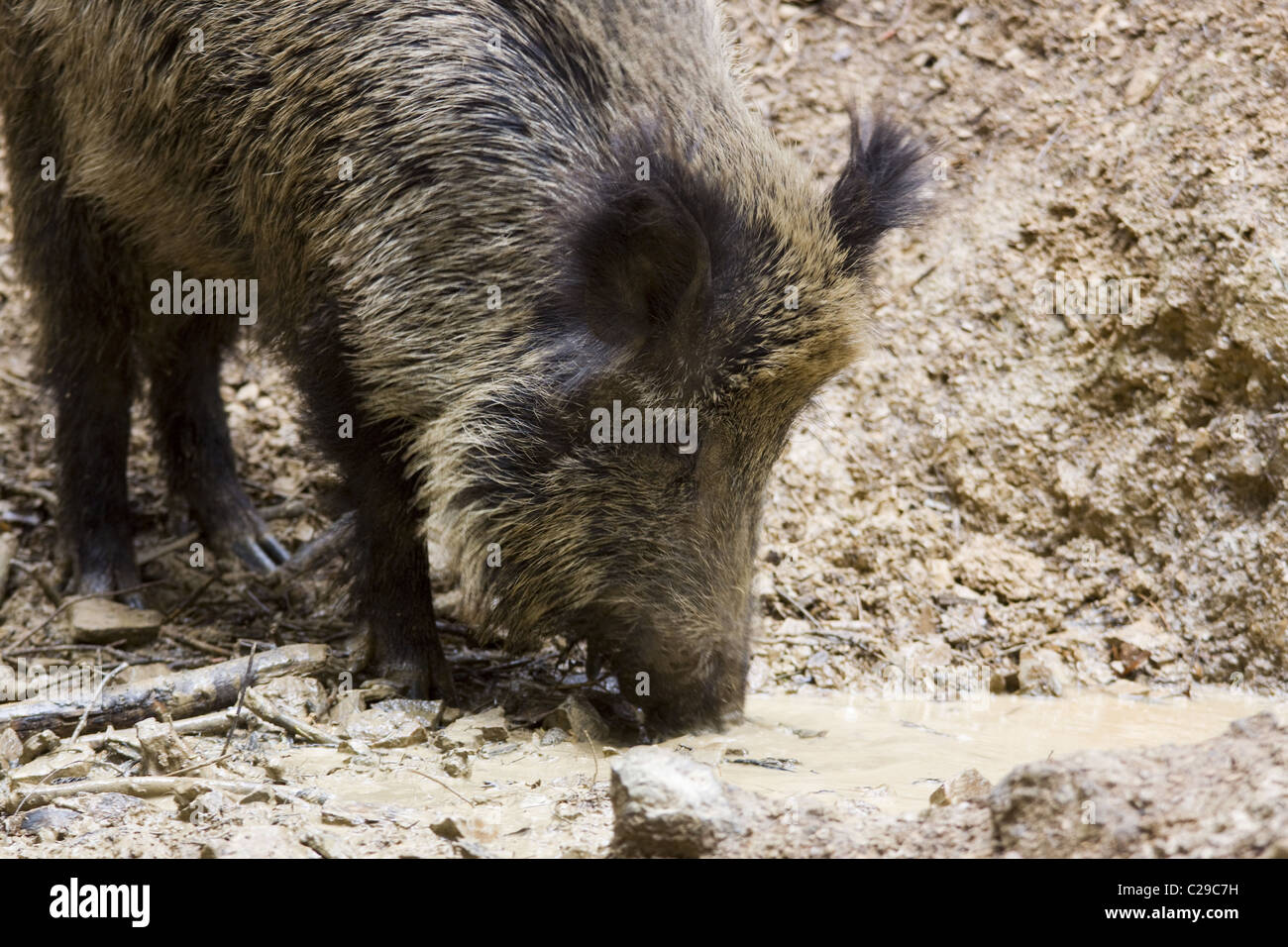 Animal wild boar hi-res stock photography and images - Alamy