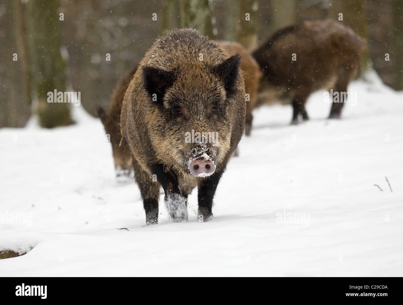 Boar winter snow hi-res stock photography and images - Alamy