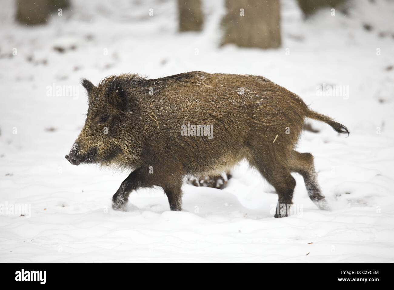 Wildschwein snow hi-res stock photography and images - Alamy