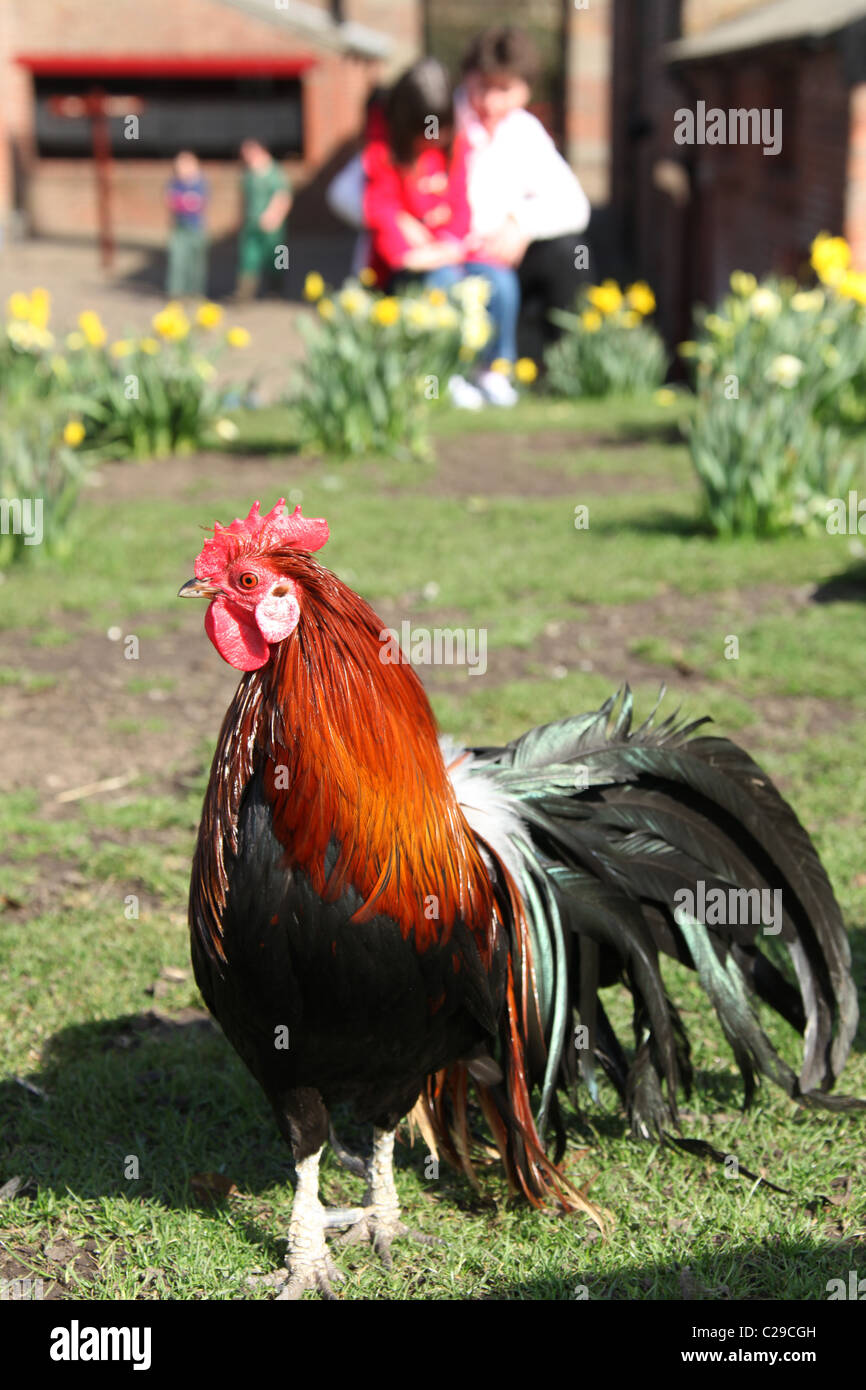 Estate of Tatton Park, England. Rooster at Tatton Park’s Home Farm ...