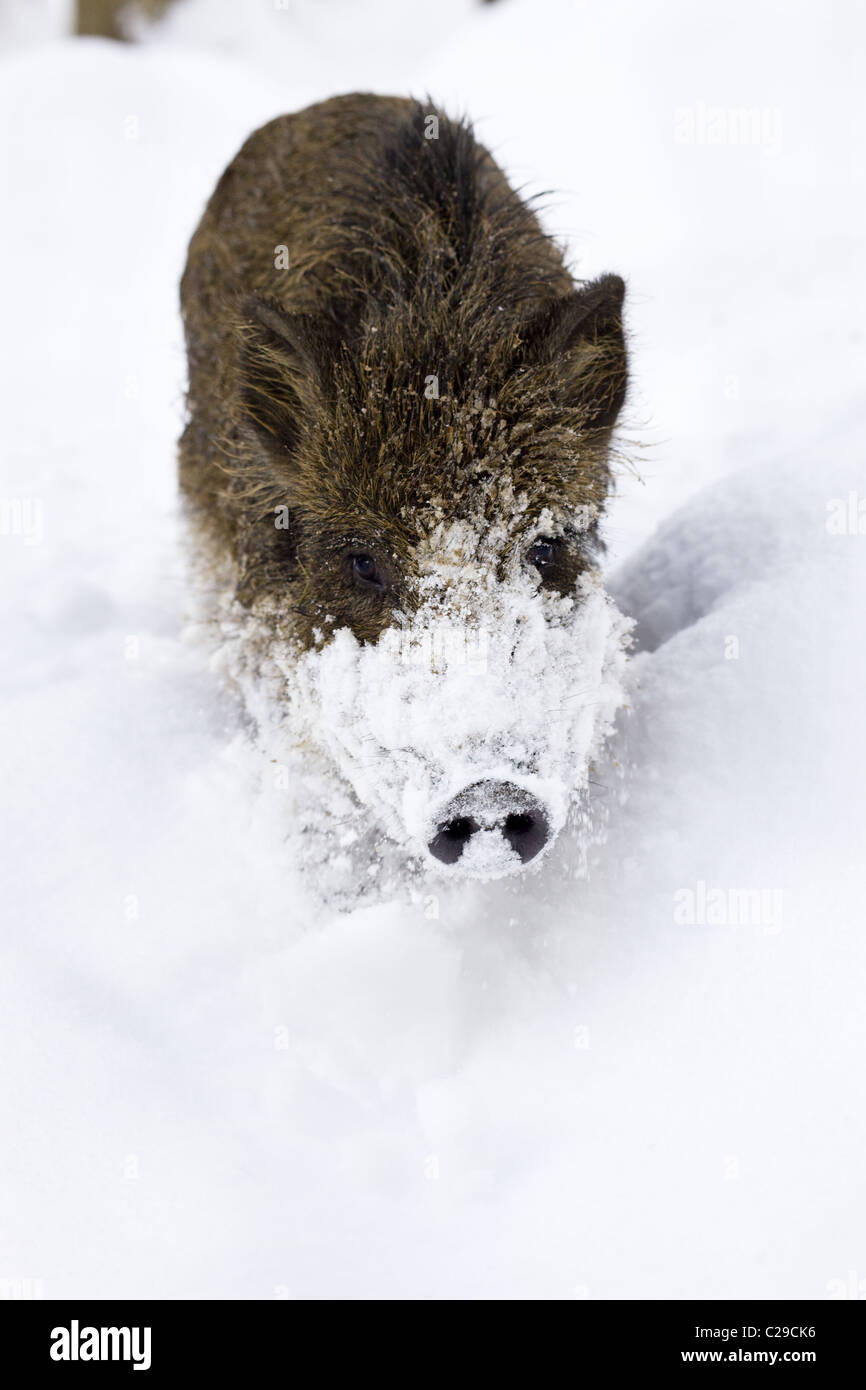European wild boar with young animal in the snow hi-res stock ...