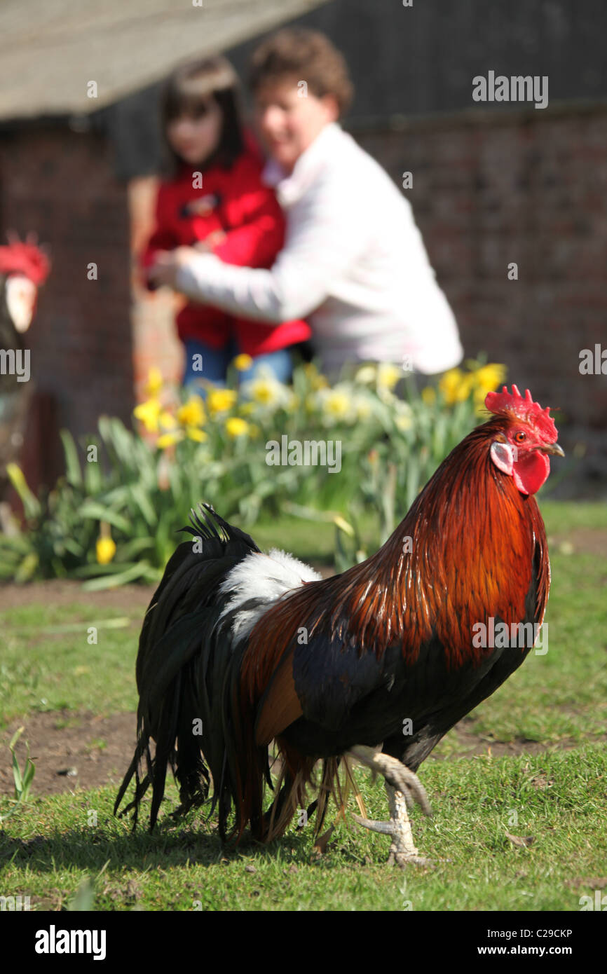 Estate of Tatton Park, England. Rooster at Tatton Park’s Home Farm ...