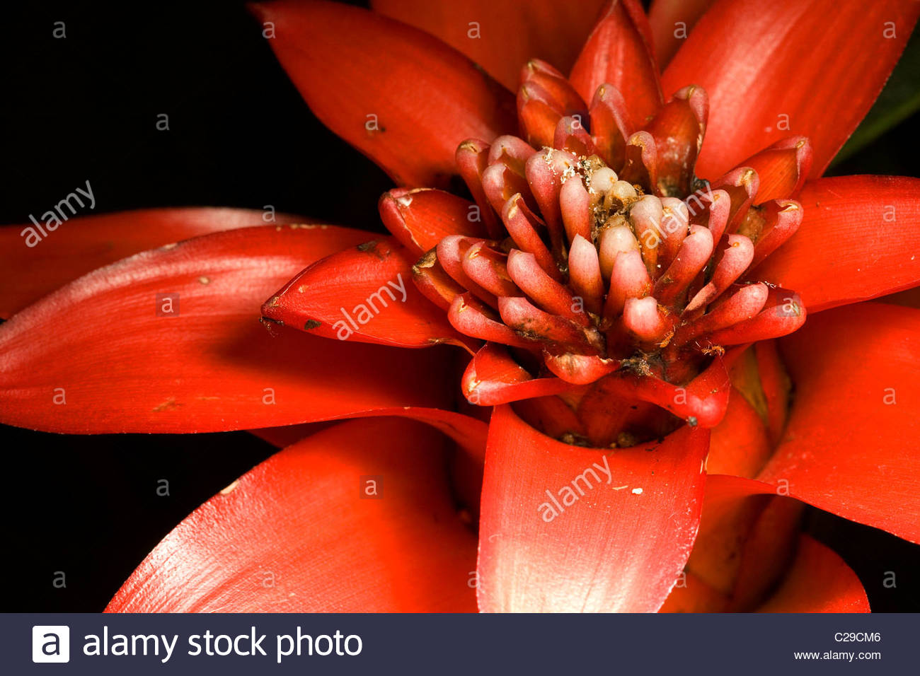 Close Up Red Bromeliad Flower Stock Photos & Close Up Red Bromeliad ...