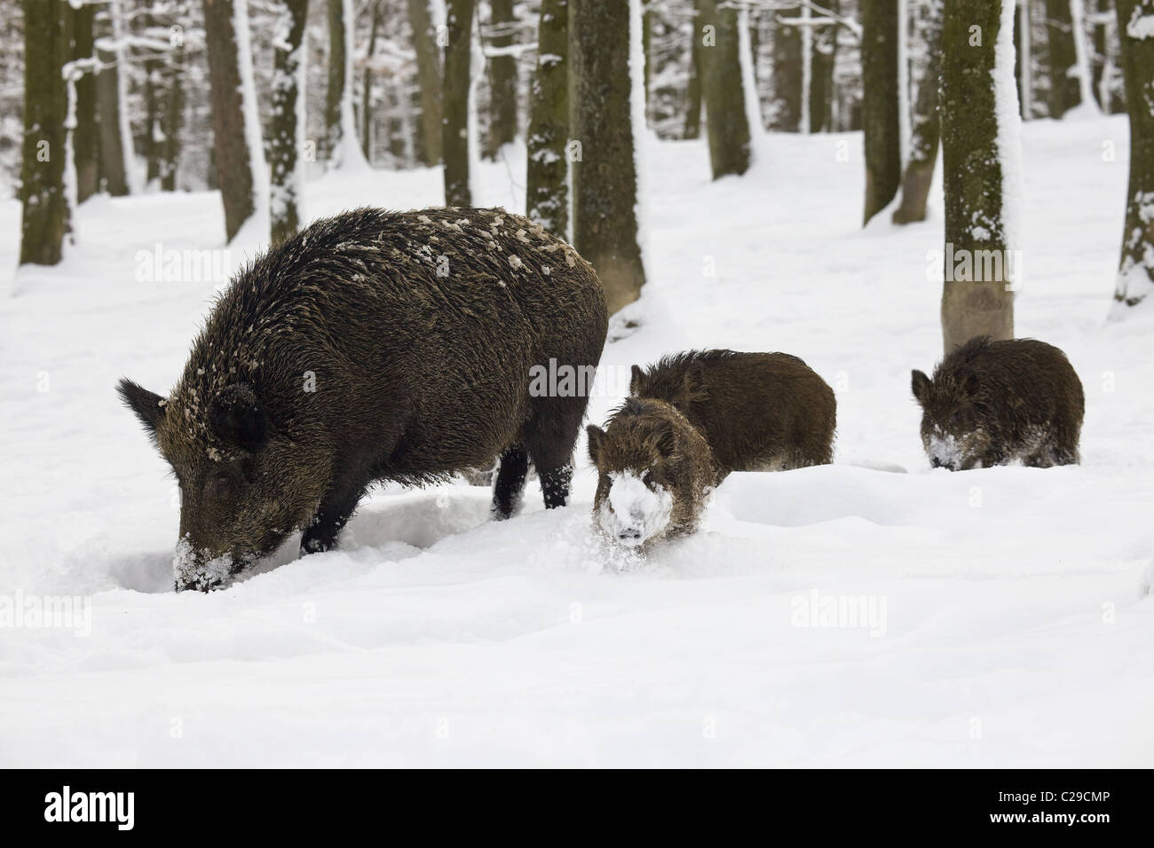 Wild boar in winter Stock Photo - Alamy