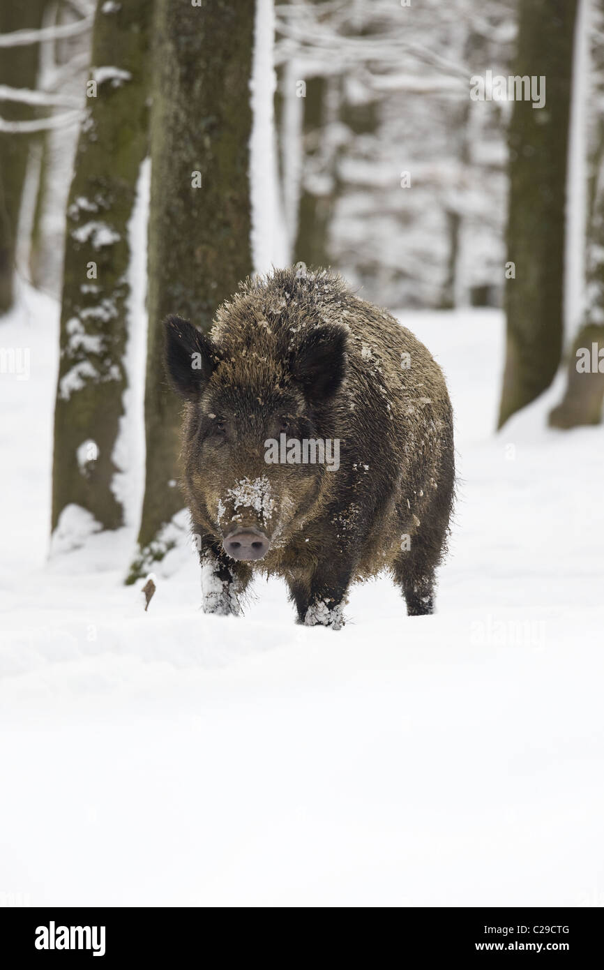 European wild boar with young animal in the snow hi-res stock ...