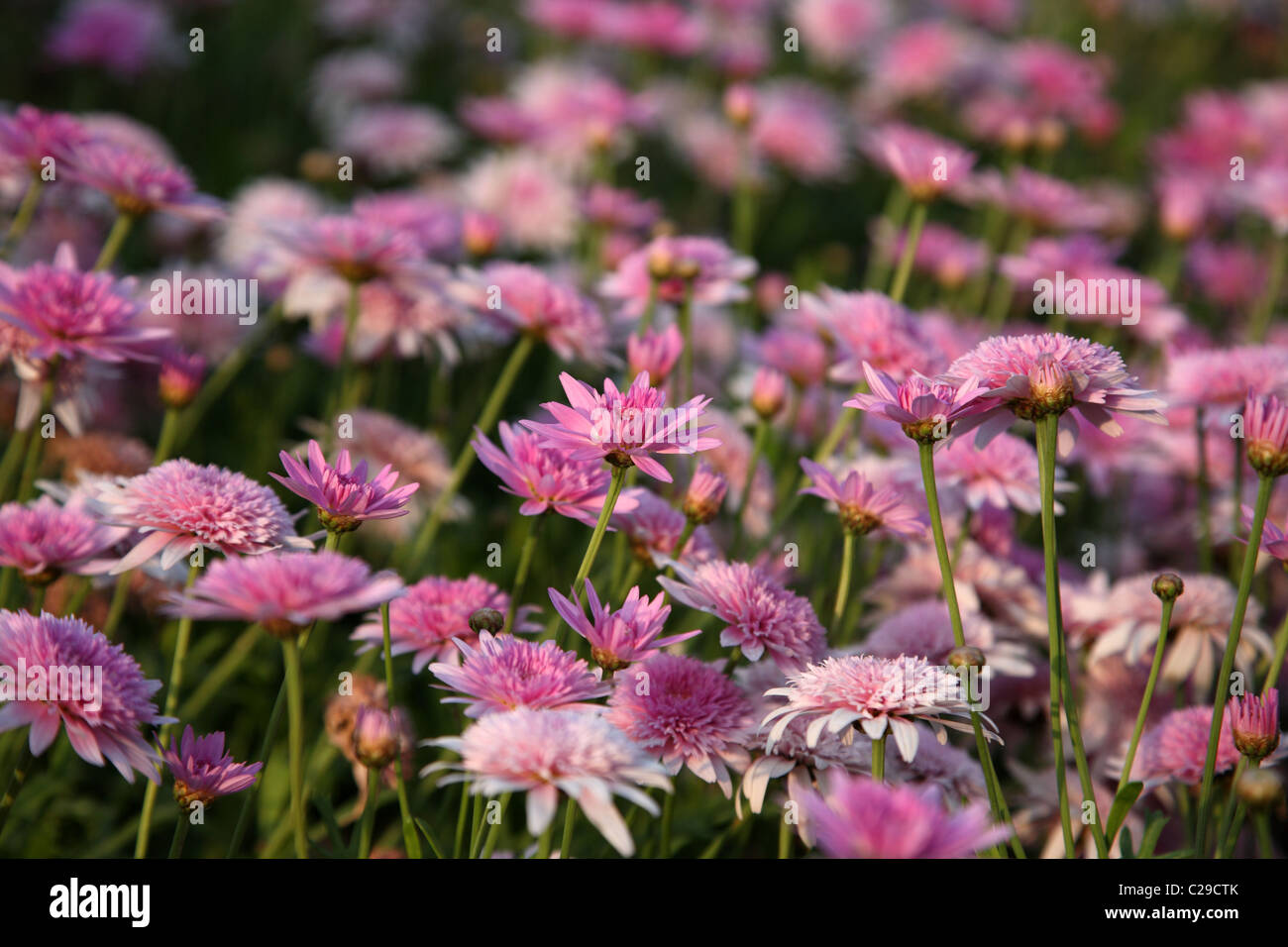 Purple flowers of cyprus hi-res stock photography and images - Alamy
