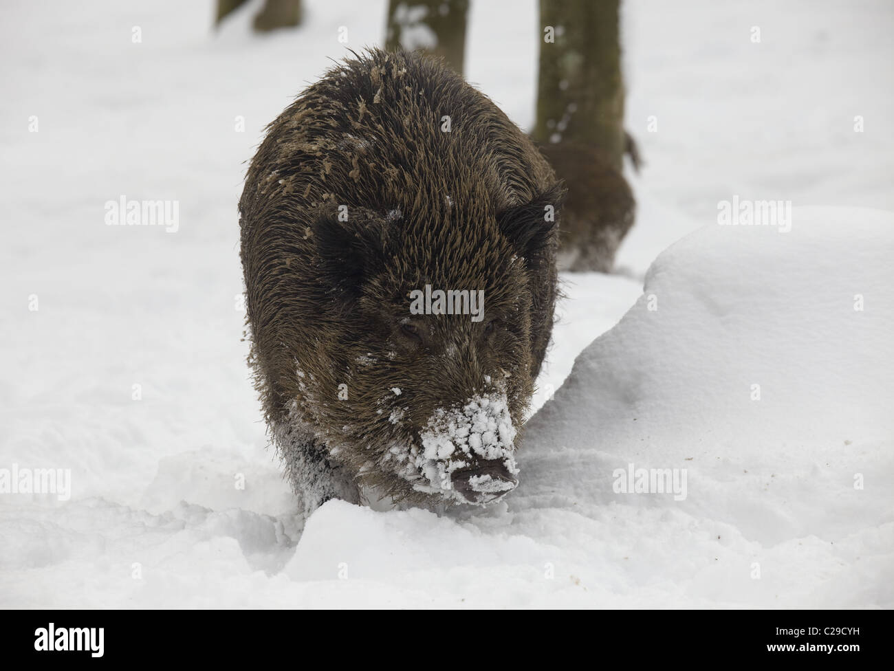 European wild boar with young animal in the snow hi-res stock ...