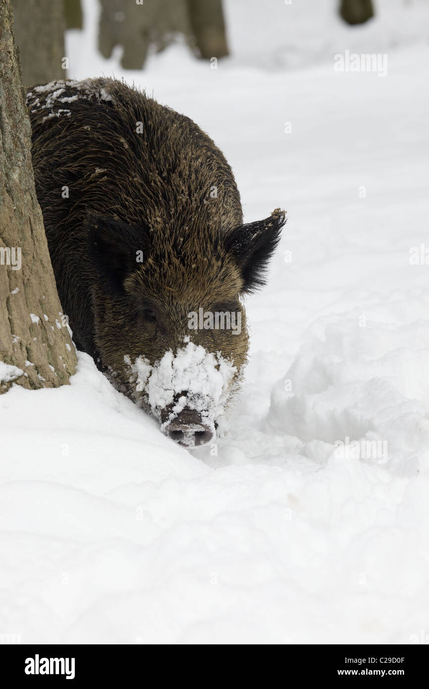 European wild boar with young animal in the snow hi-res stock ...