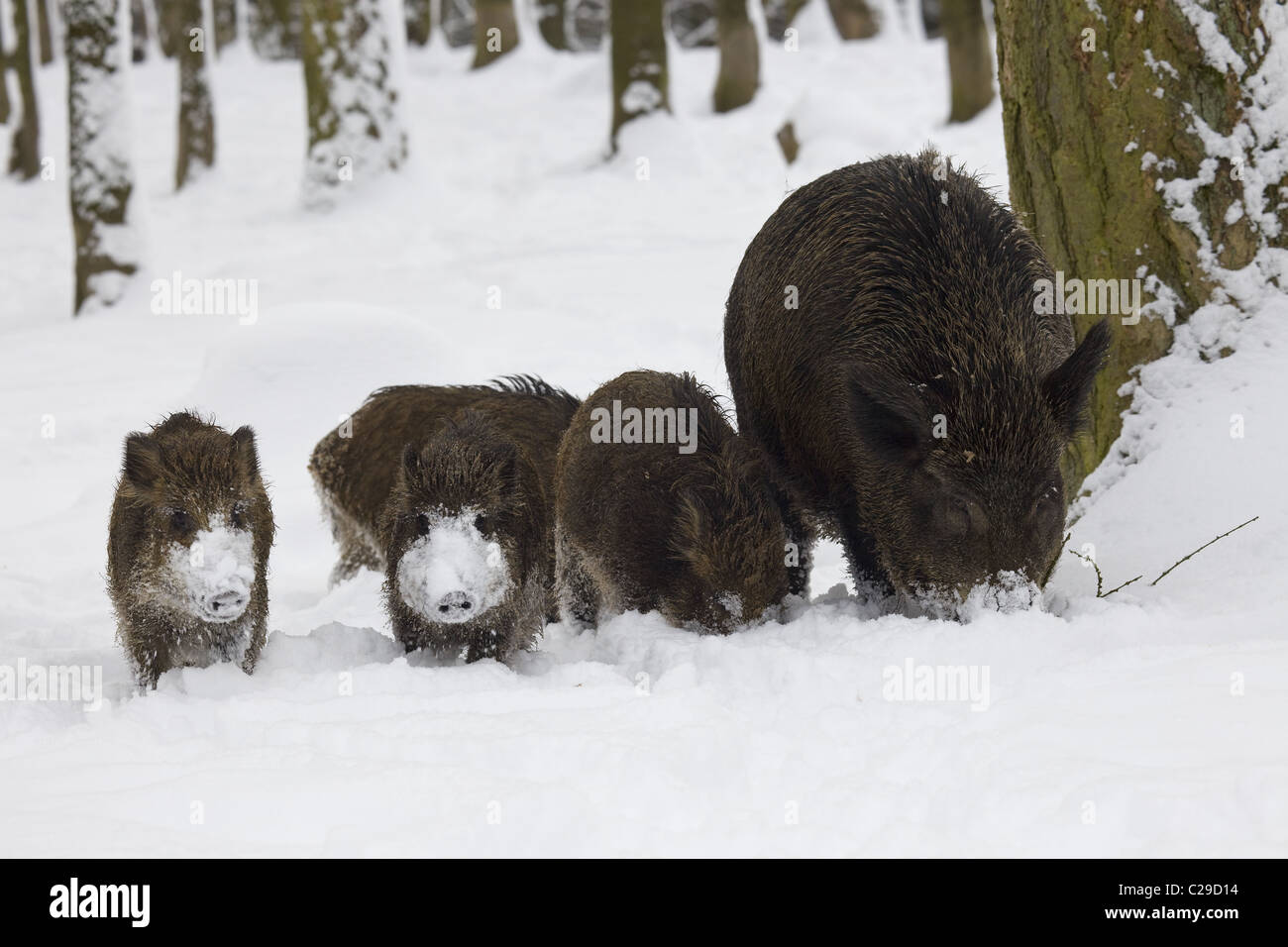 European wild boar with young animal in the snow hi-res stock ...