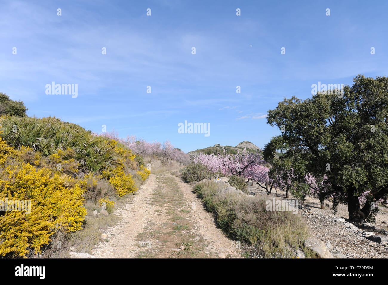 unsealed road, gorse and almond blossom near Benimaurell, Vall de ...