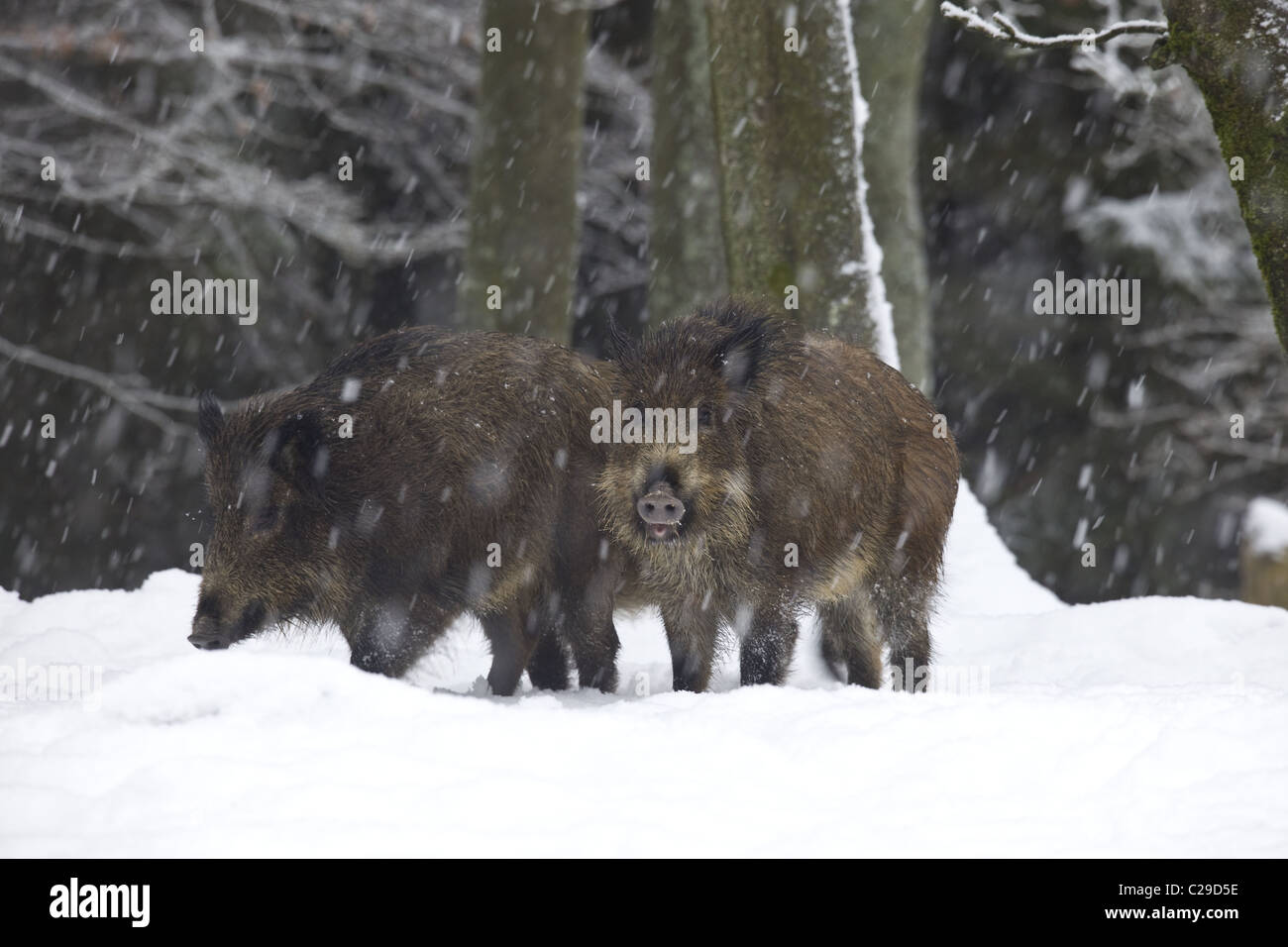 European wild boar with young animal in the snow hi-res stock ...