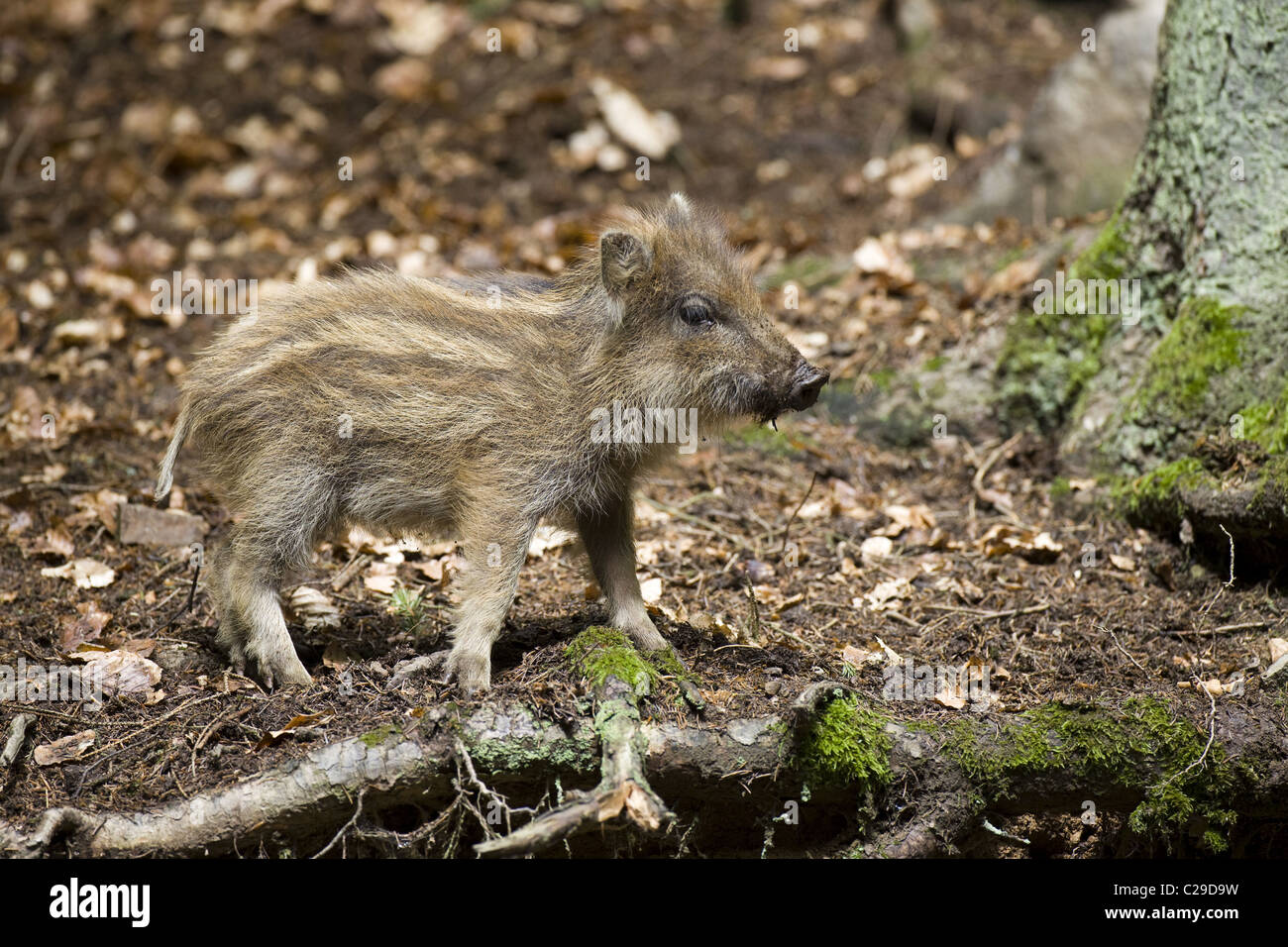 Boar cub hi-res stock photography and images - Alamy