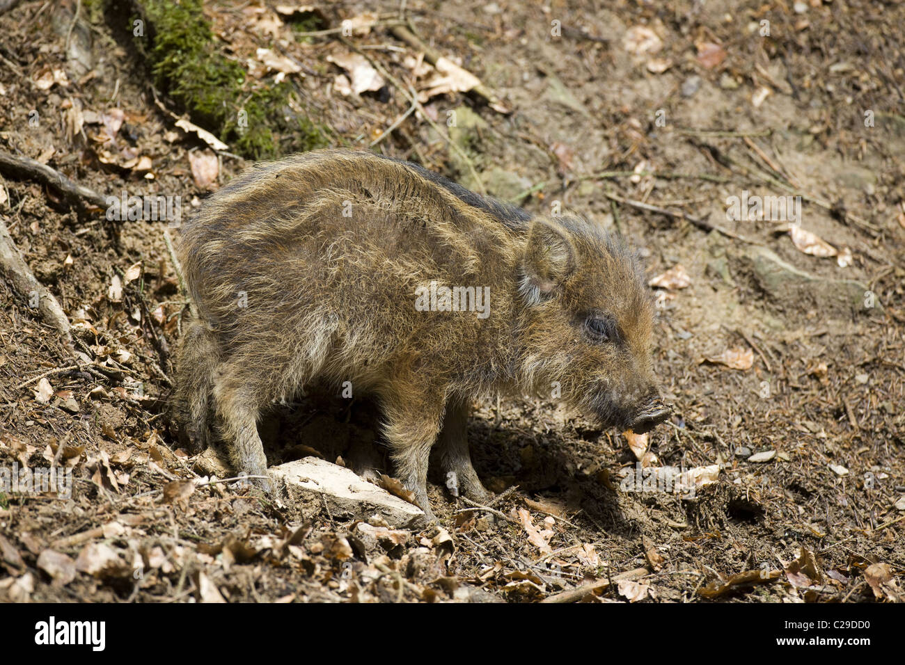 Boar cub hi-res stock photography and images - Alamy